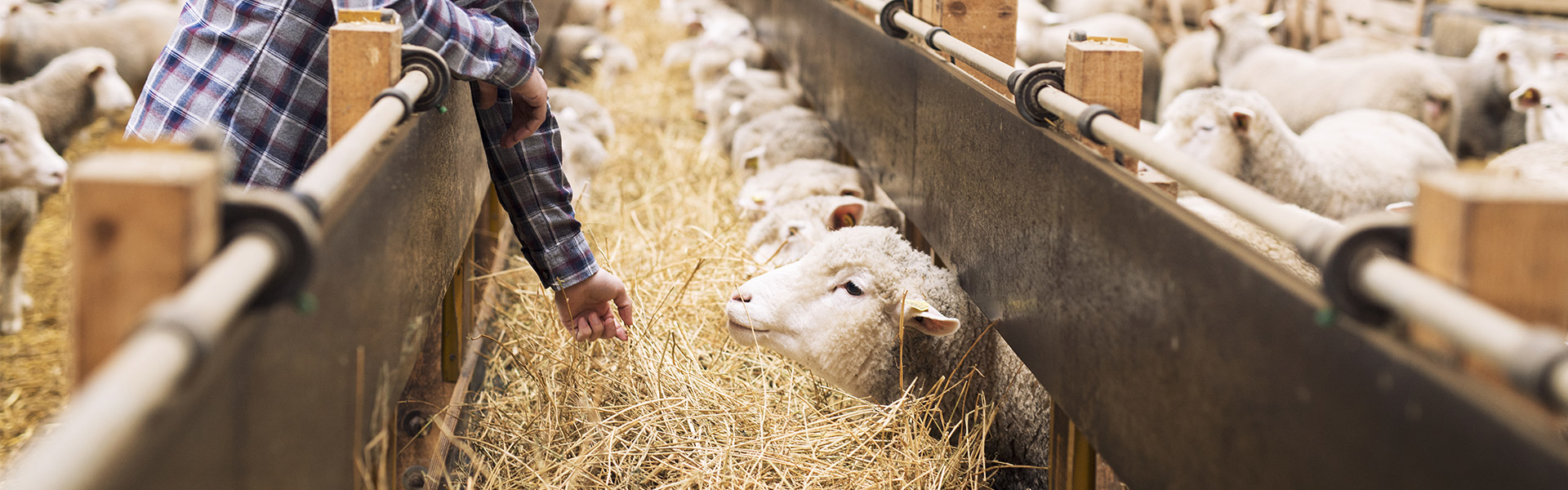 Your stable stinks? cdVet range to support odor elimination