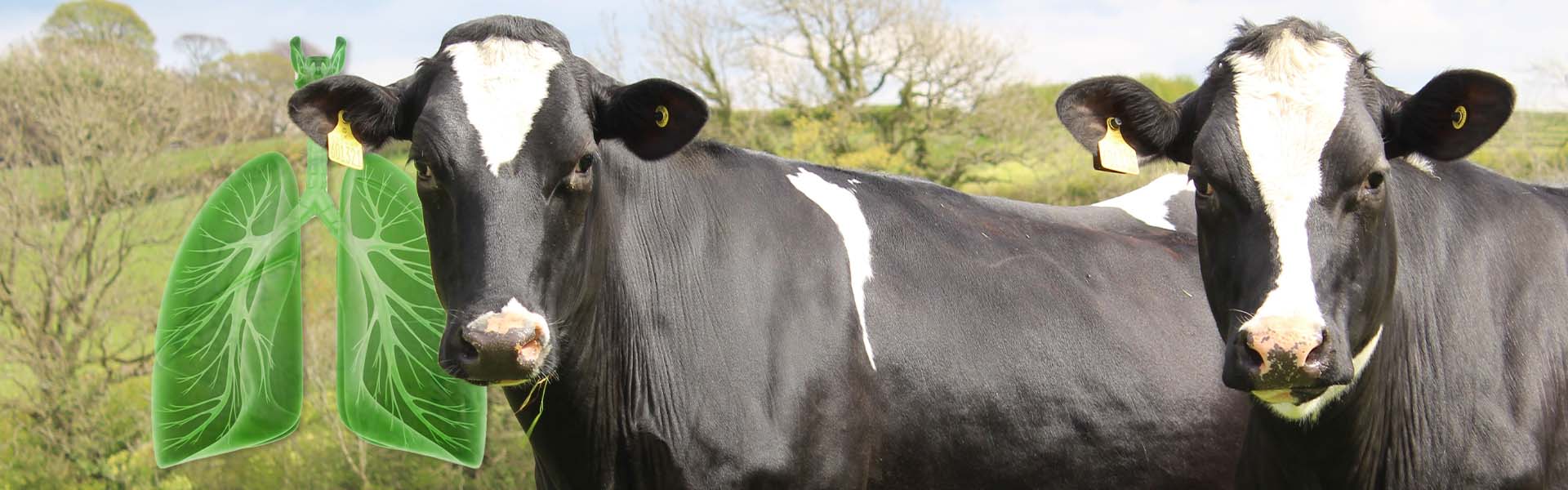 Natural products for a healthy respiratory tract in cattle